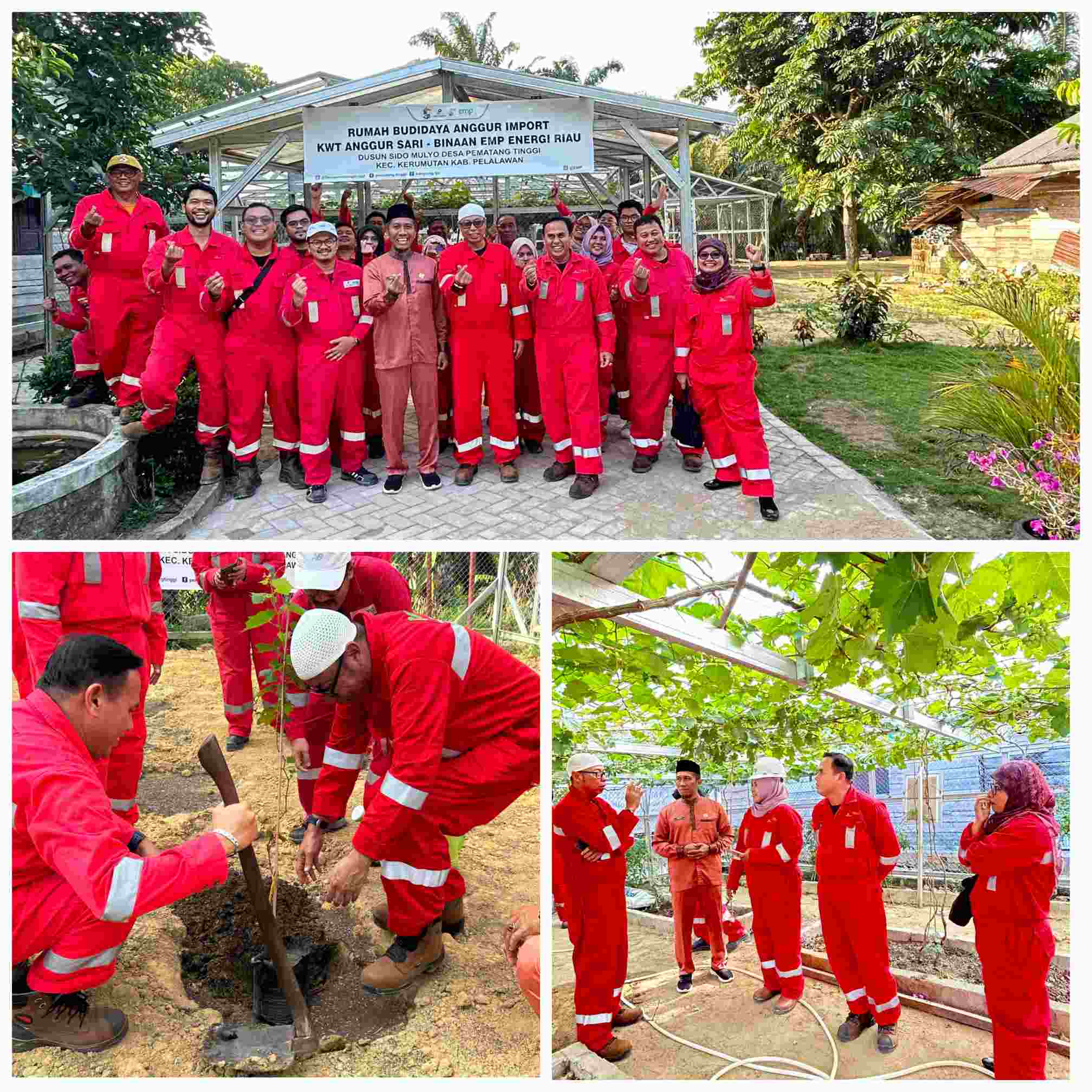 Management Visit EMP Energi Riau Kunjungi Rumah Budidaya Anggur Impor ...